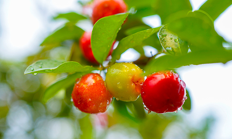Food Protection & Preservation - Vibrant Ingredients